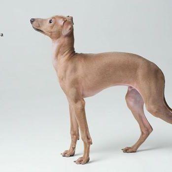 Taliansky chrtík | Šteniatka na predaj | sk.DOGVA.com - inzerce psů